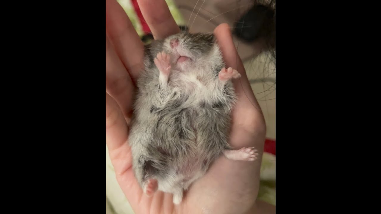 Hamster is kissed by owner to spread limbs/ハムスターは飼い主にキスされて手足を広げる/倉鼠被主人親 ...