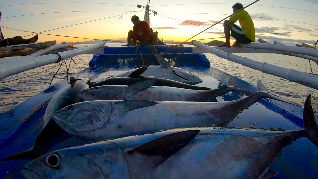Catching a Skipjack Tuna using handline fishing @ 3 am - 5 am. - YouTube