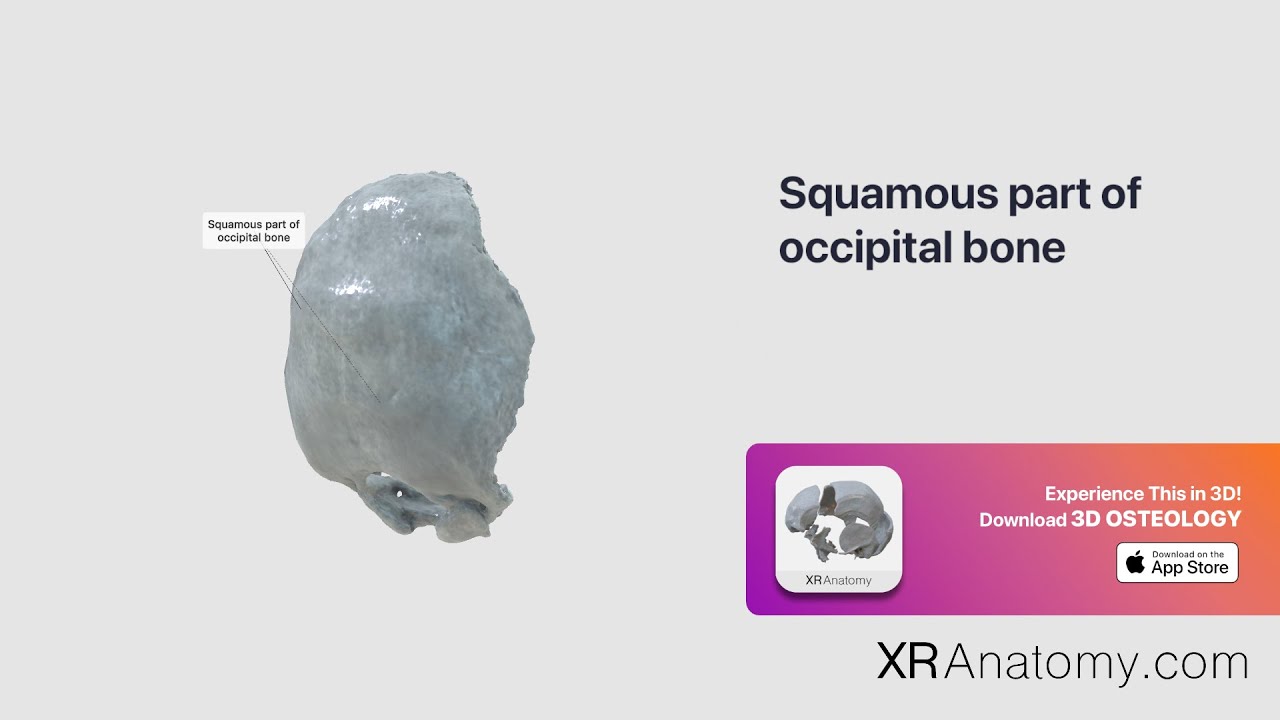Squamous part of occipital bone - YouTube