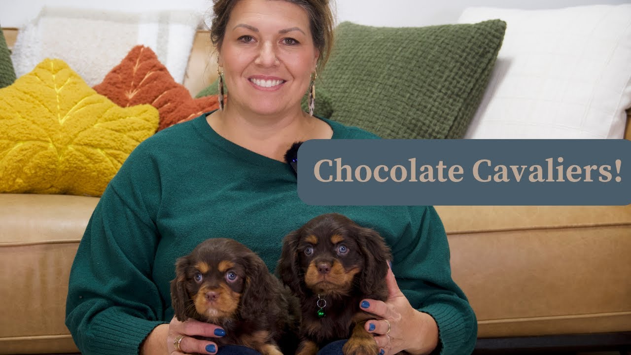 Chocolate Cavalier Puppies Lewis and Cody - YouTube