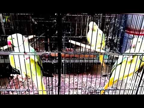 Ringneck Breeding Box|Preparation Before Breeding Season|Ks birds ...