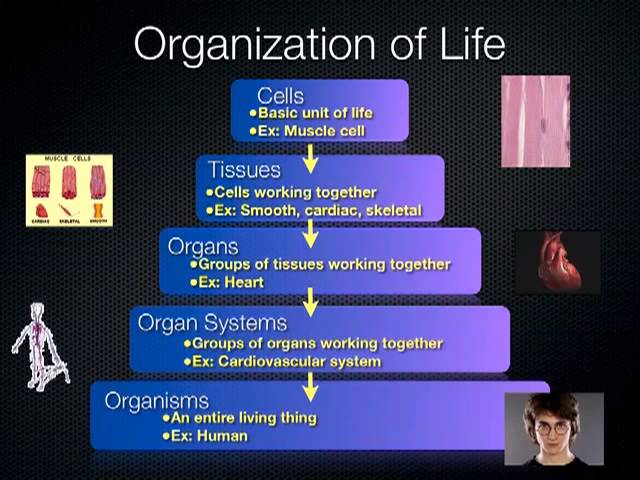 Organization Of Life - Lessons - Blendspace