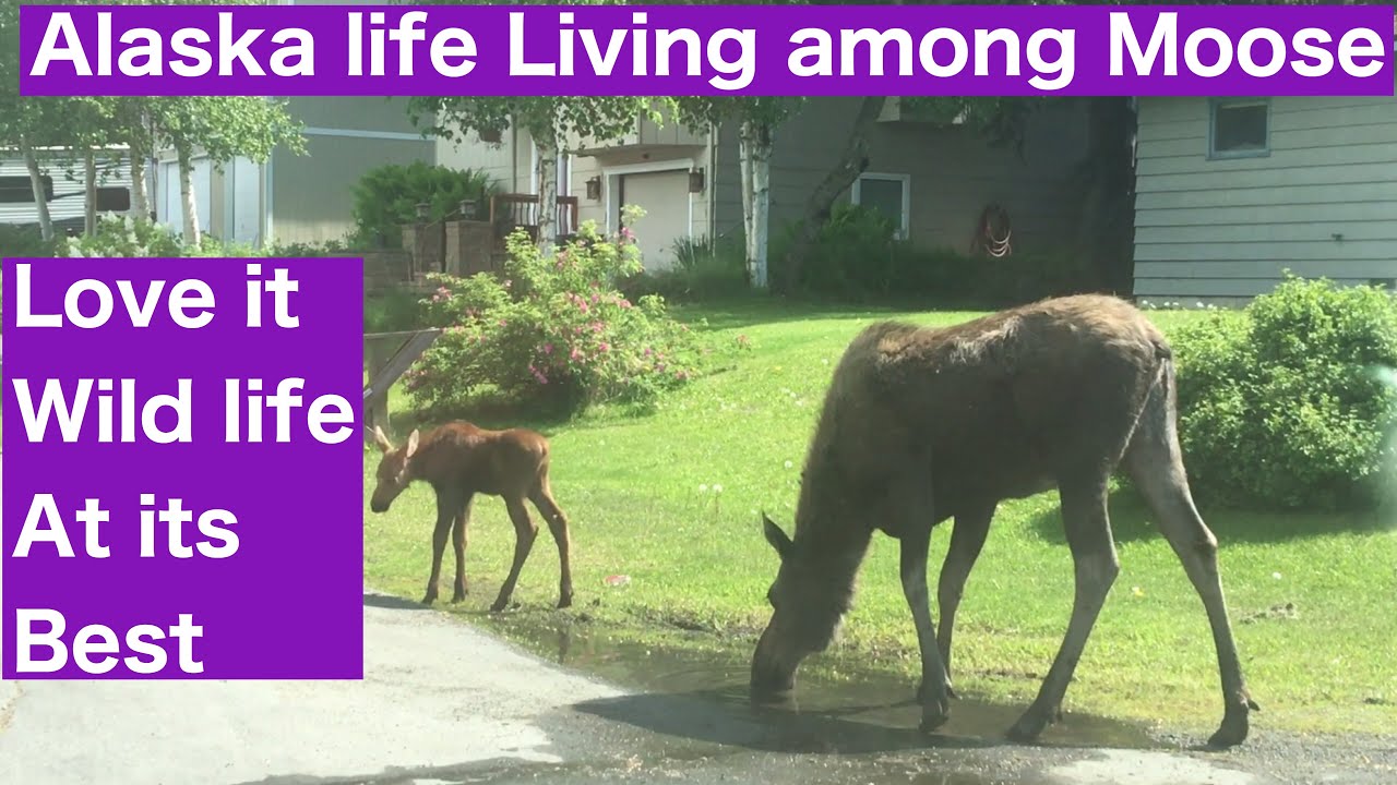 Living with Moose Alaska life - YouTube