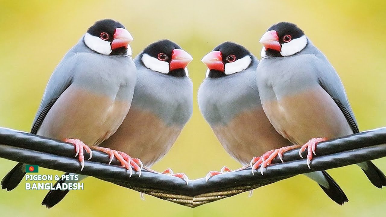 Java Sparrow Birds | Pigeon & Pets Bangladesh - YouTube
