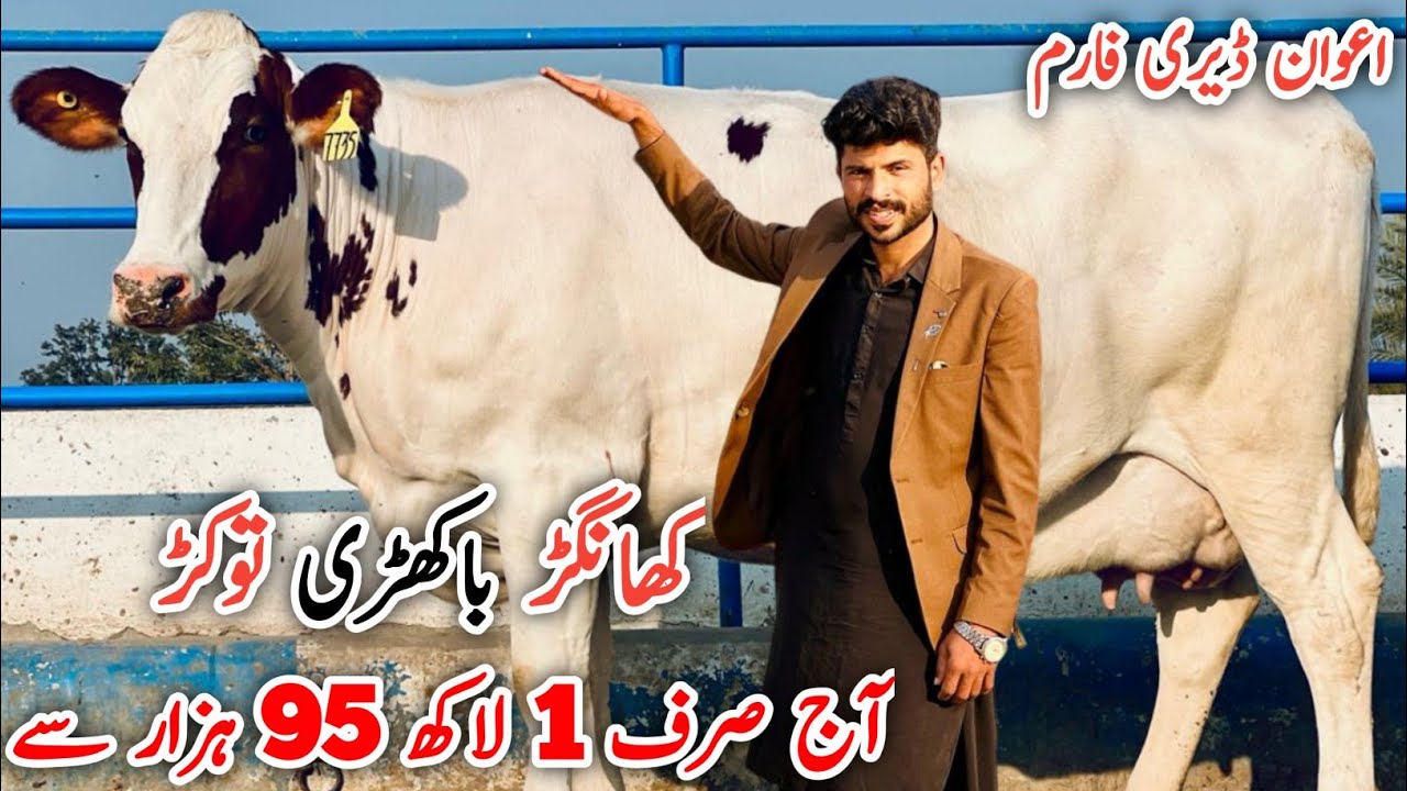 Awan Dairy Farm | Khanger Cows And Heifers | Jersey Heifers | Jani Best ...