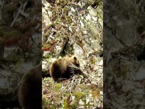 PreciOsa  #oso #asturias #wildlife