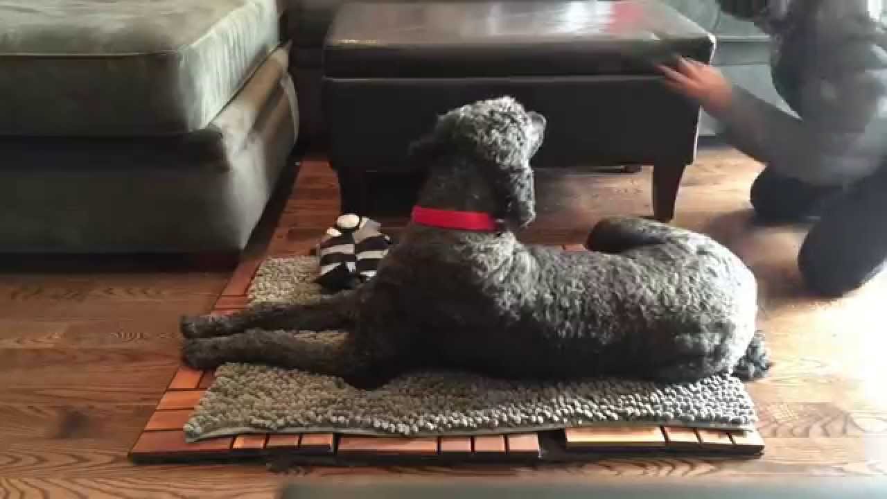 The Dognapper: Movie Trailer - YouTube