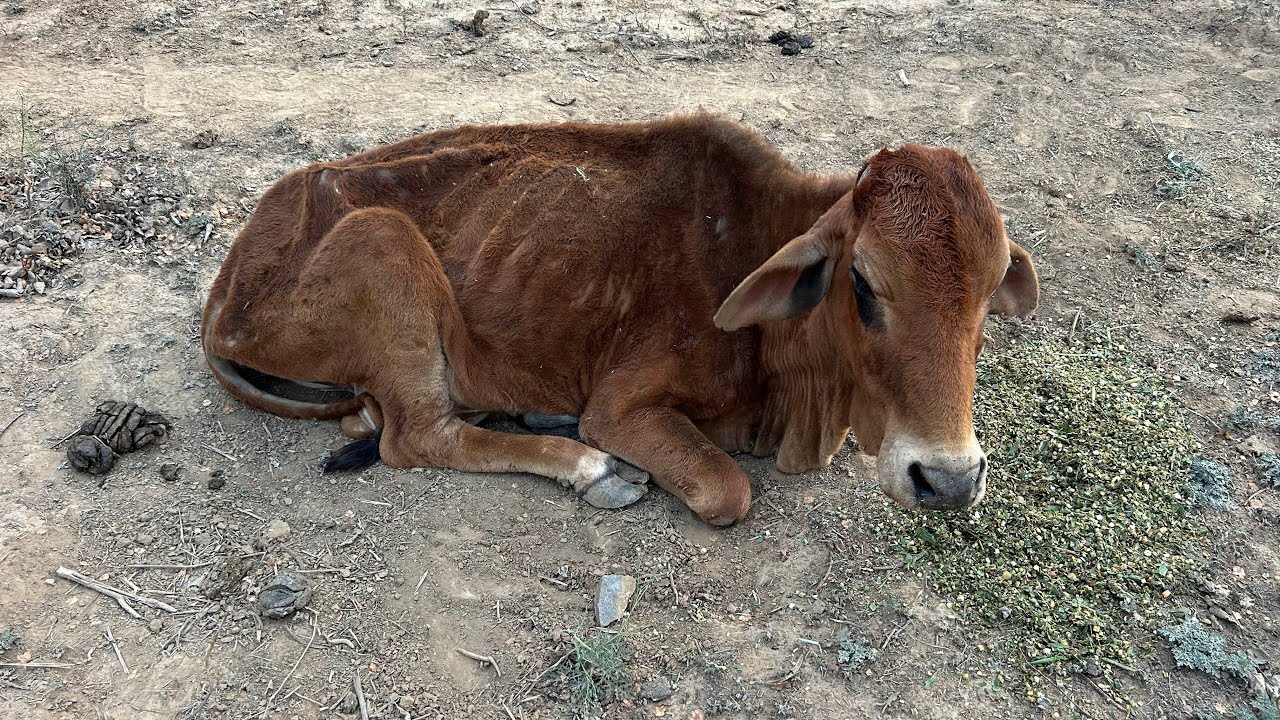 Cow Suffering From Fever - YouTube