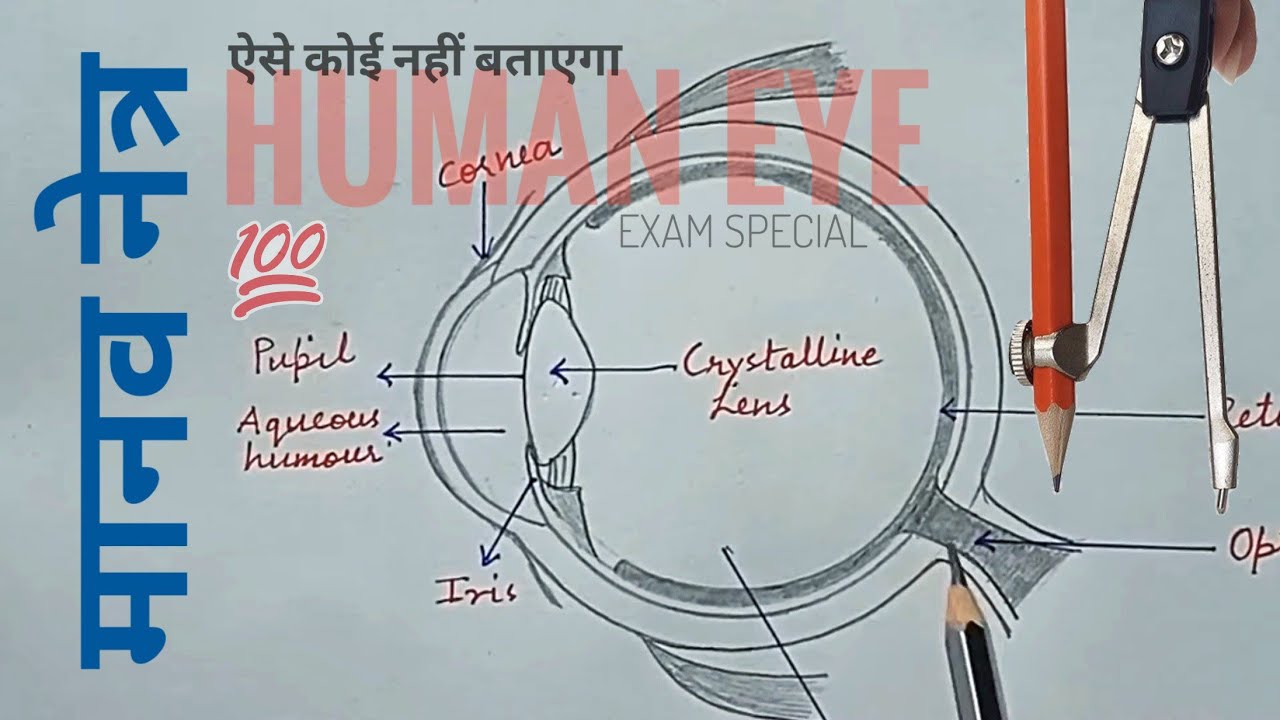 How to draw HUMAN EYE | easiest compass trick | CBSE/State Board | मानव ...