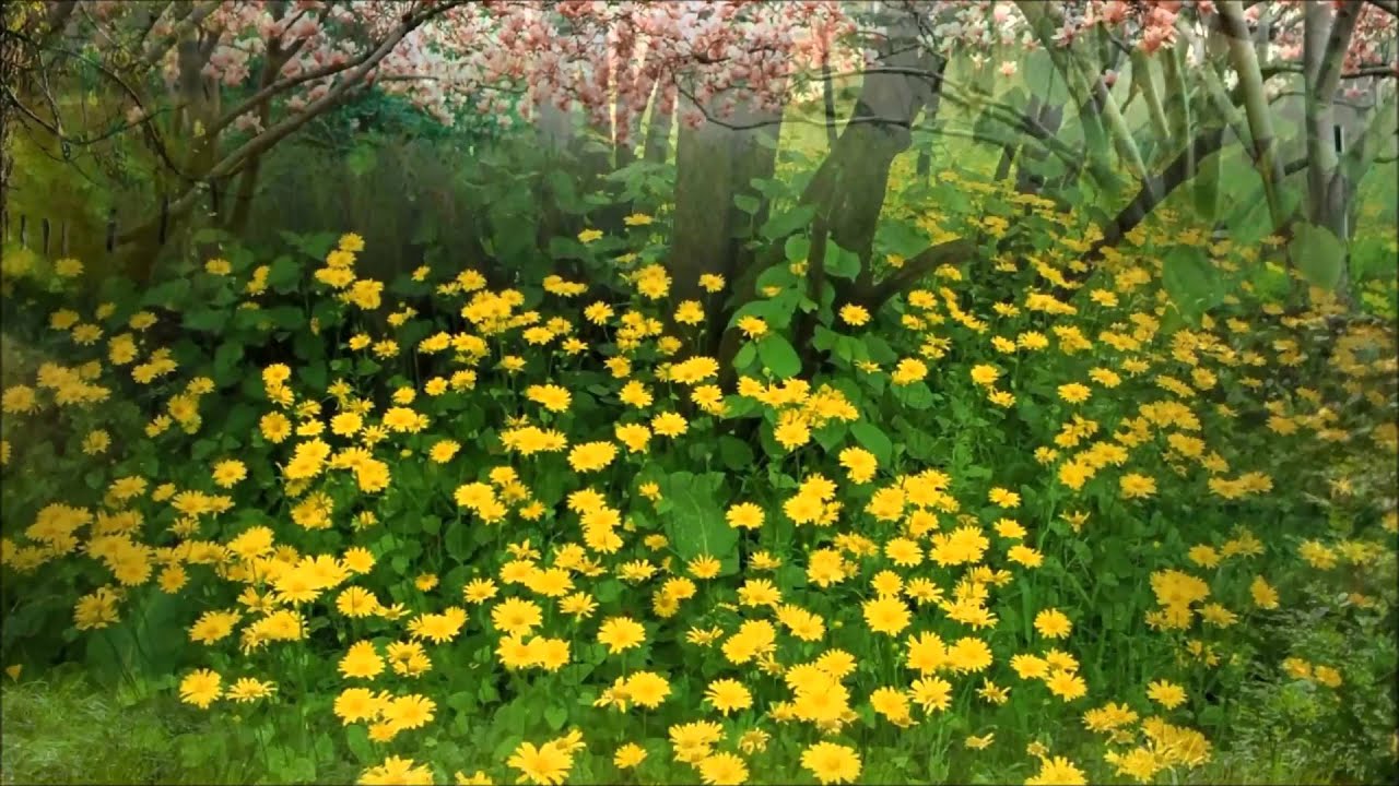 NATURE REVIVE-1080 HD - YouTube