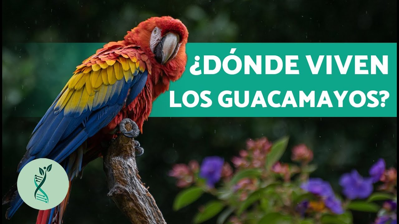 ¿De Qué COLOR Son los GUACAMAYOS? 💐 (Características, Hábitat y ...