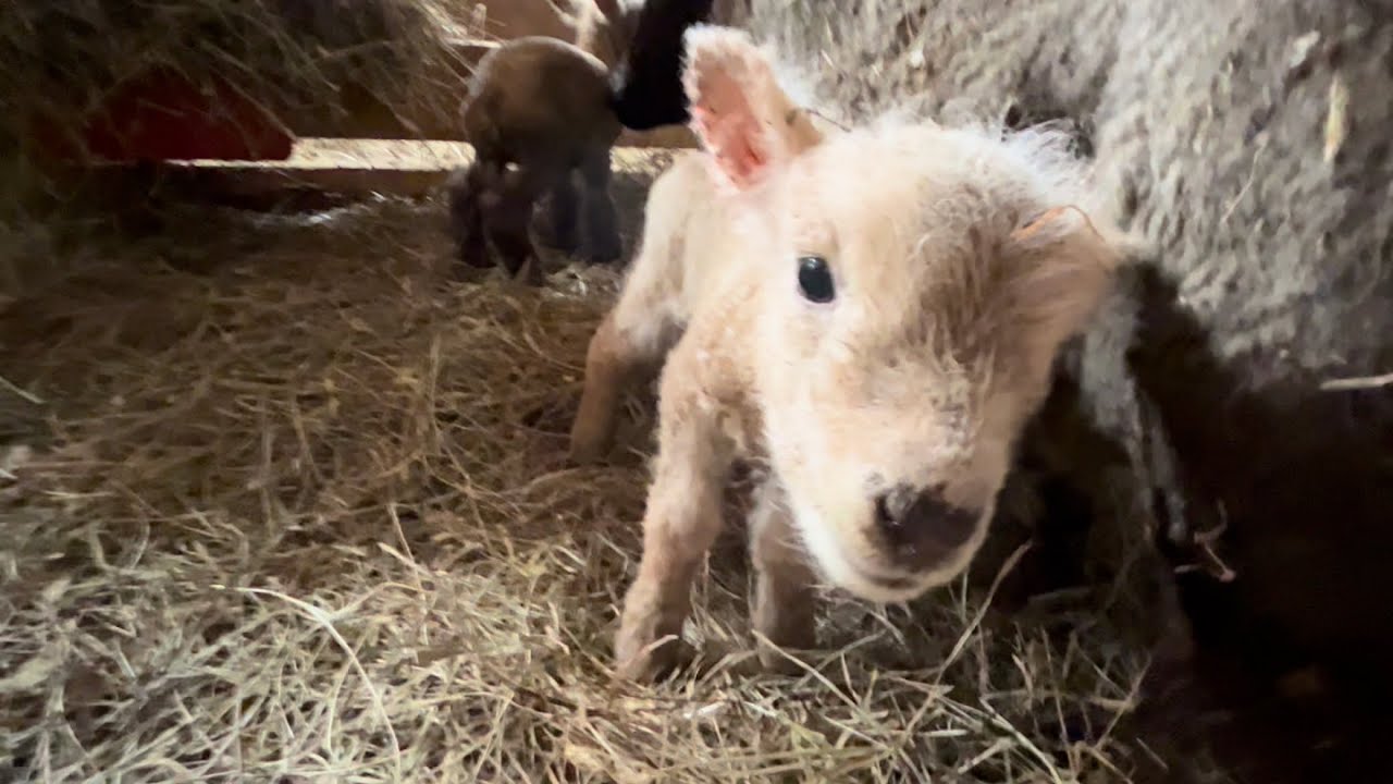 Triplet lambs | Olde English Southdown Babydoll sheep has triplets ...