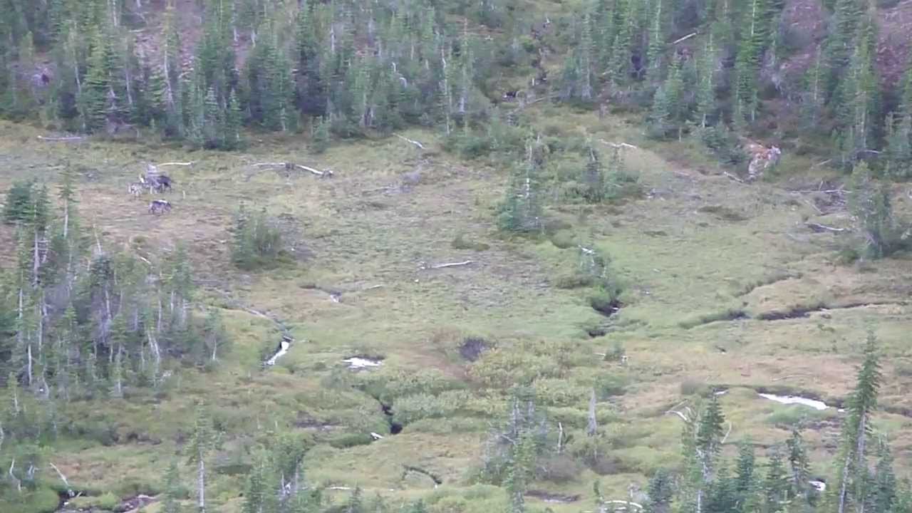 Imnaha wolf pack 9/11/13 - YouTube