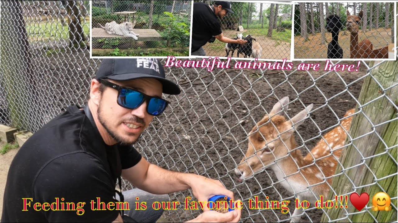 Feeding animals at Dew Haven / Maine Zoo & Rescue. 😇♥️ - YouTube