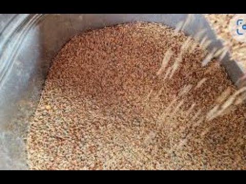 DIY Homemade Livestock Feed - YouTube