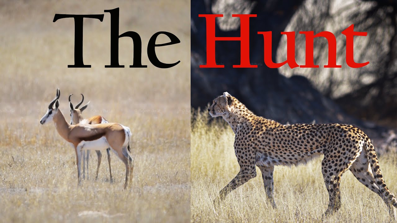 Cheetah vs Springbok: An Epic Battle for Survival - YouTube
