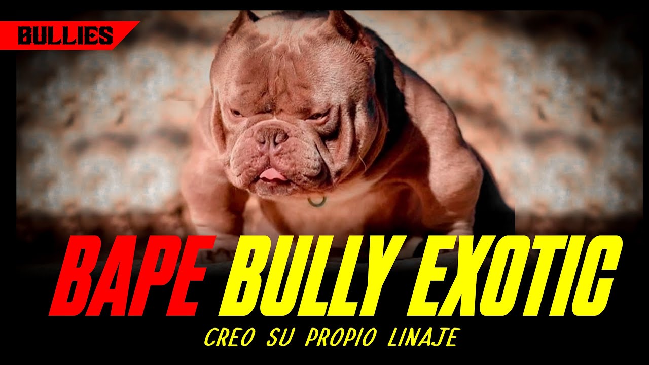 BAPE // AMERICAN BULLY EXOTIC🔥 - YouTube