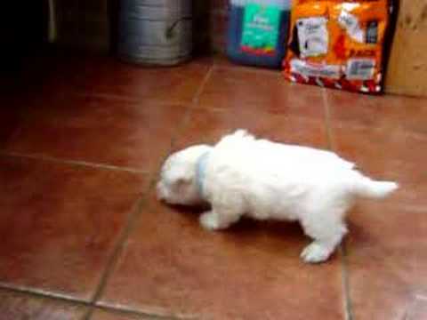 Westie pup Nic