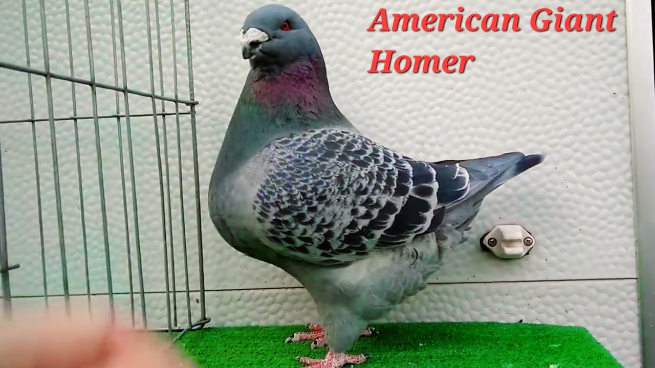 American Giant Homer. Worlds biggest pigeons Breed.अमेरिकन जायंट होमर @whitepigeons360 - YouTube