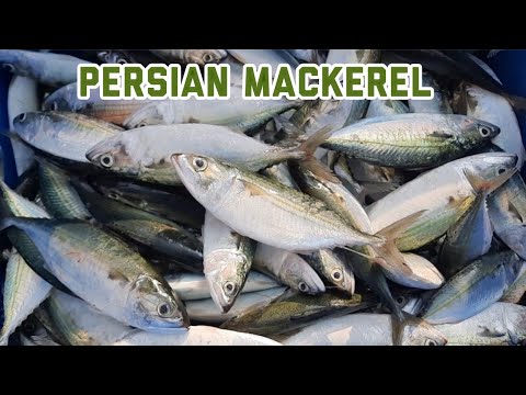 Persian boat mackerel in malpe Harbour/ fresh export quality mackerel ...
