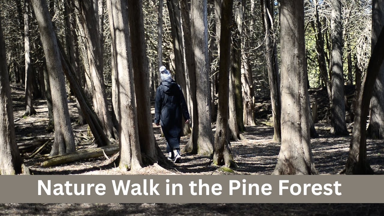 A Random Walk in my Pine Forest - Let's Explore a New Spot #naturewalk ...