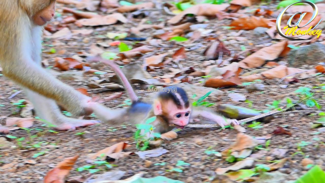 Help..! where are you going brother, SARO? Baby SABA needs to help, He ...