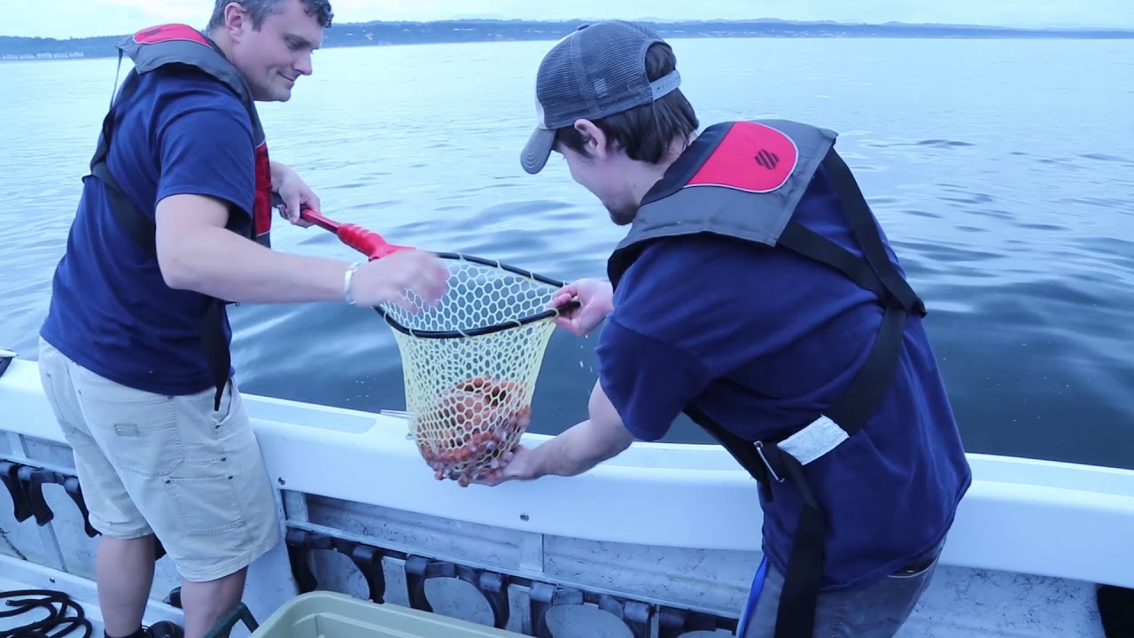 Aquarium Rehabilitates and Releases Giant Pacific Octopus Caught as ...