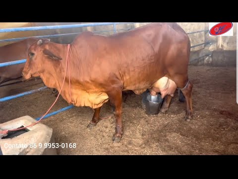 VACA SINDI EXTREMAMENTE LEITEIRA.DUPLA APTIDÃO E DOCILIDADE... - YouTube