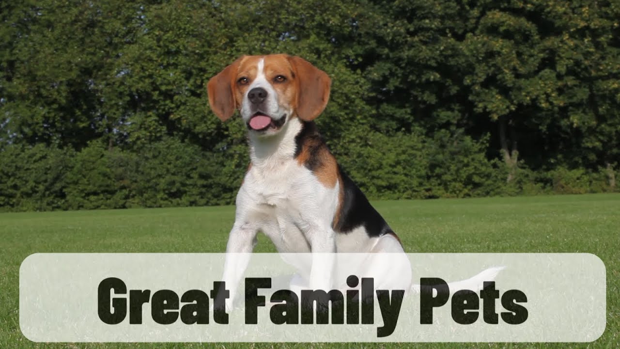 Unlocking Beagle's Checklist: The Quick Guide to Beagle 101 - YouTube