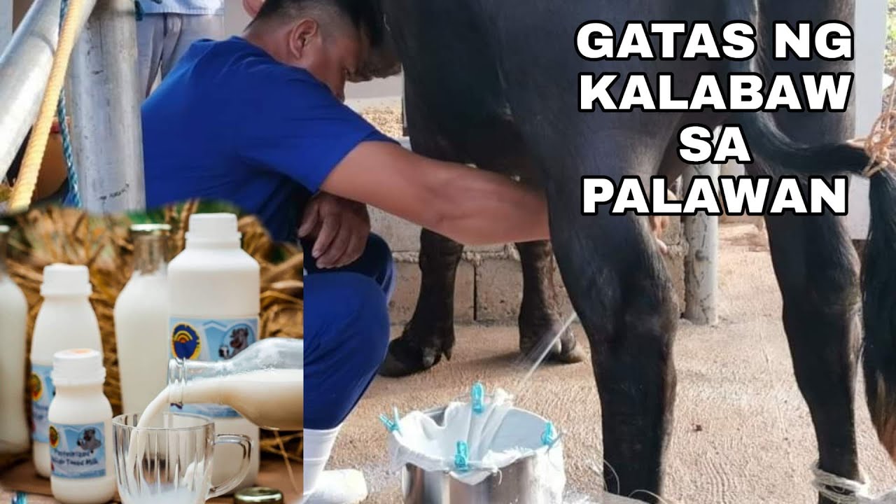 YAMANG BUKID FARM CARABAO MILK | Gatas ng Kalabaw Mainam sa Kalusugan ...