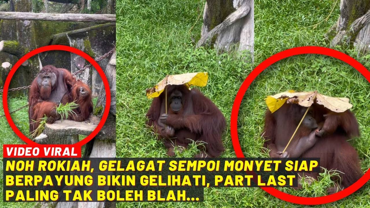 NOH ROKIAH, GELAGAT SEMPOI ORANG UTAN SIAP BERPAYUNG BIKIN GELIHATI ...