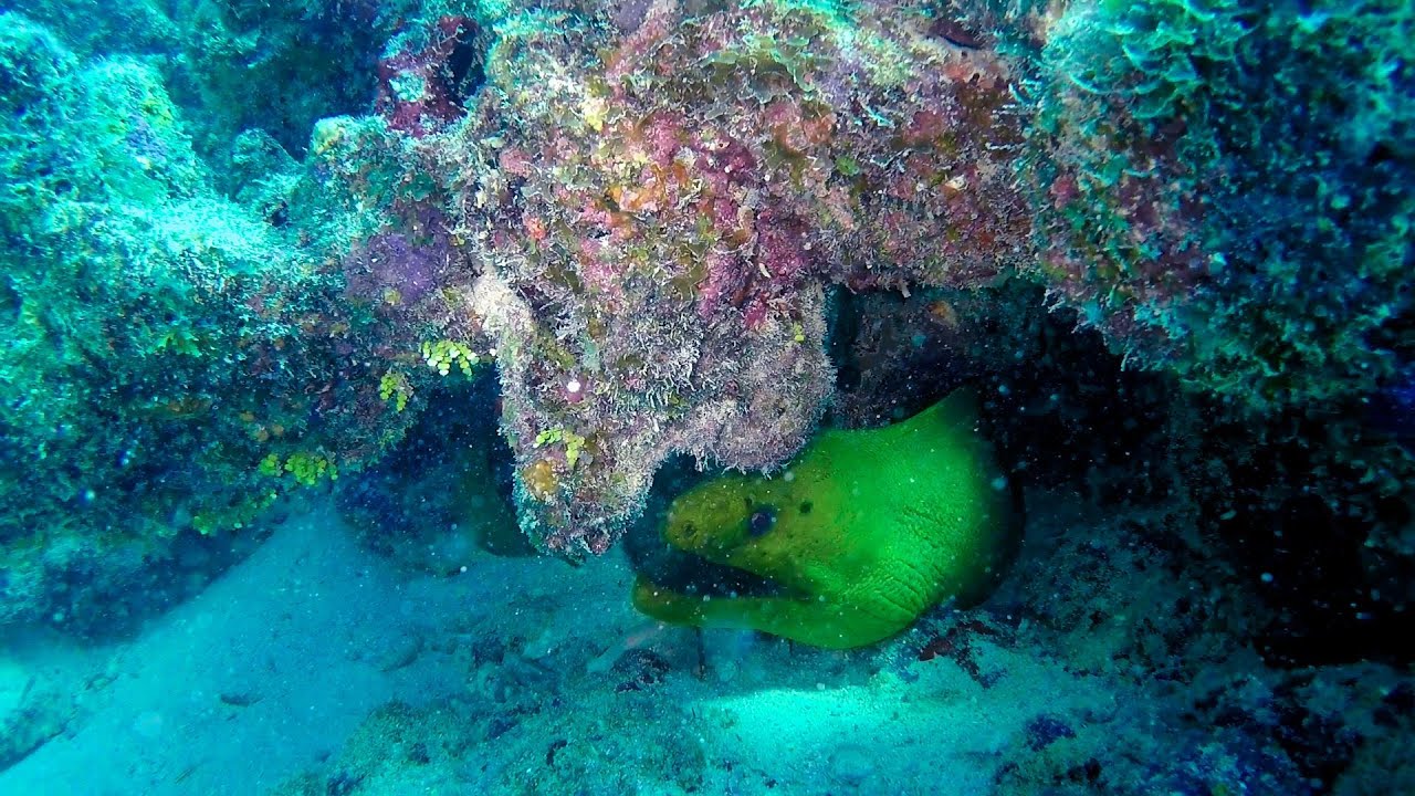 Alligator Reef Islamorada, Florida - Amazing Prolific Reef! - YouTube