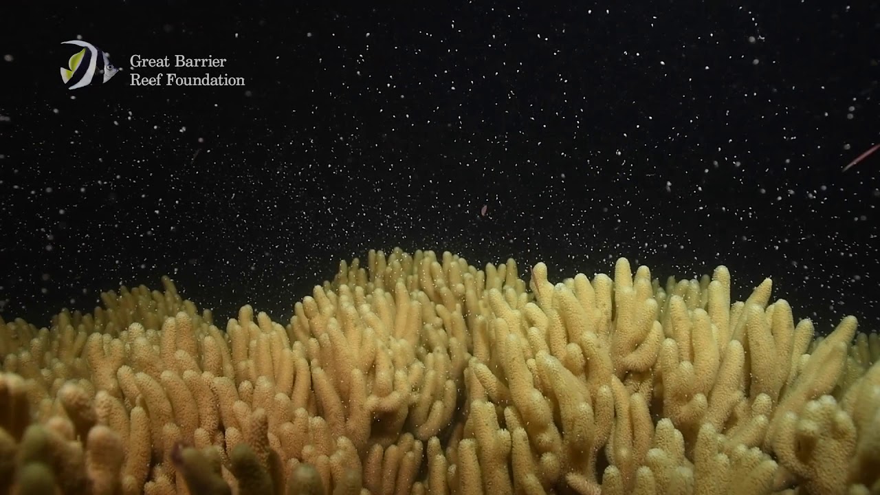 Epic Coral Spawning on the Great Barrier Reef - YouTube