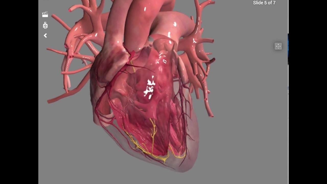 heart zoom in - YouTube