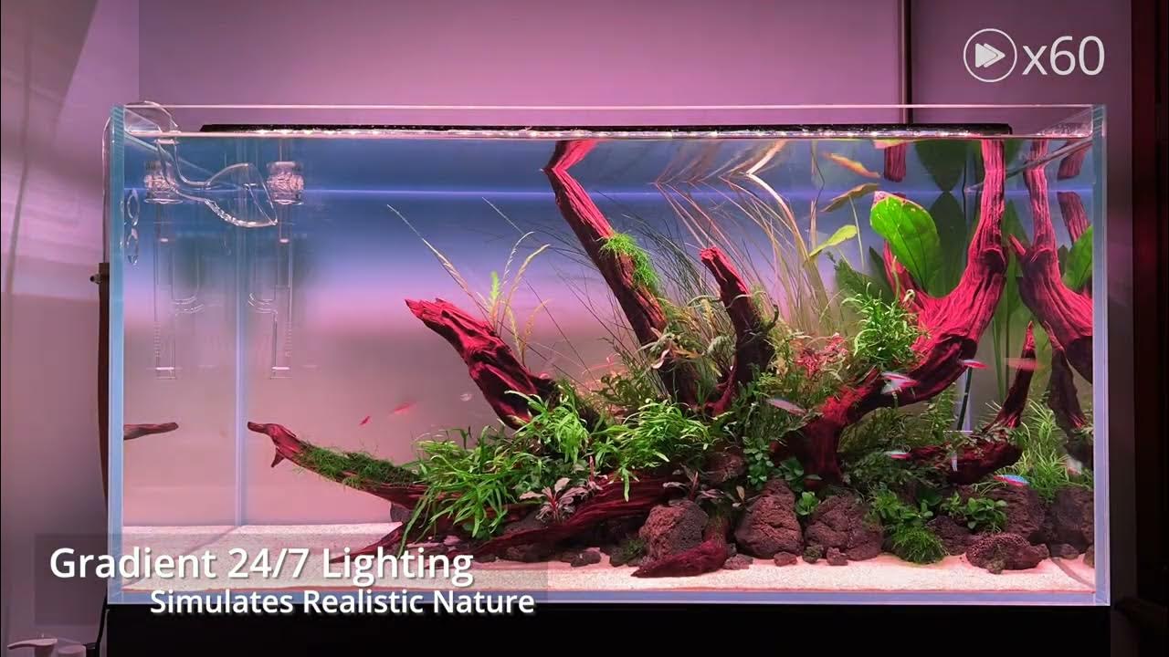 NICREW RGB+W 24/7 LED Aquarium Light with Remote Controller - YouTube