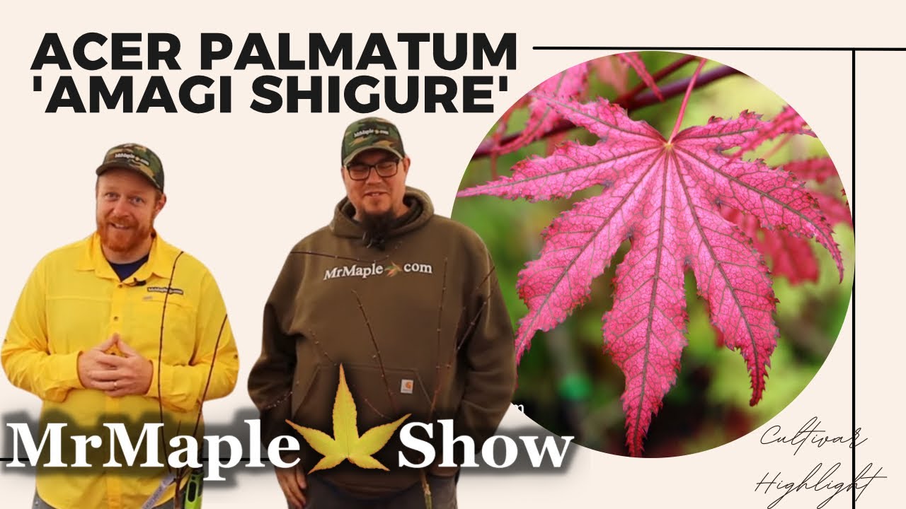 Acer palmatum 'Amagi shigure' | Reticulated Japanese Maple | Cultivar ...
