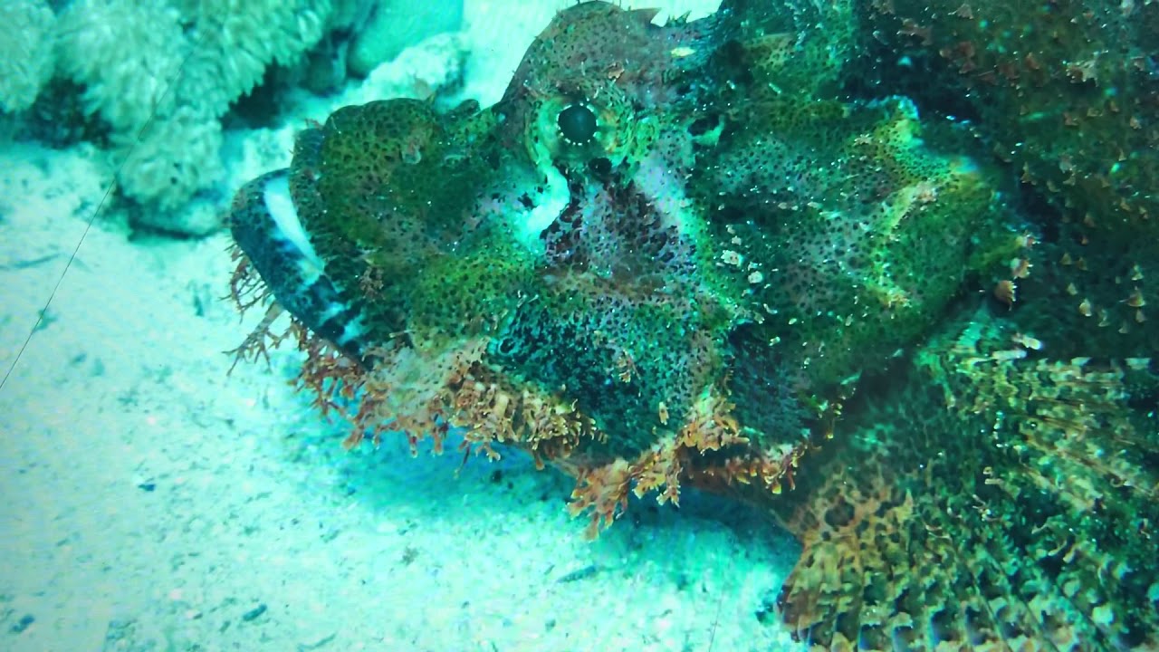 Stone Fish - YouTube