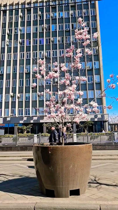 Магнолии в Краснодаре 🌸🌸🌸 28 марта #весна #краснодар #магнолия - YouTube