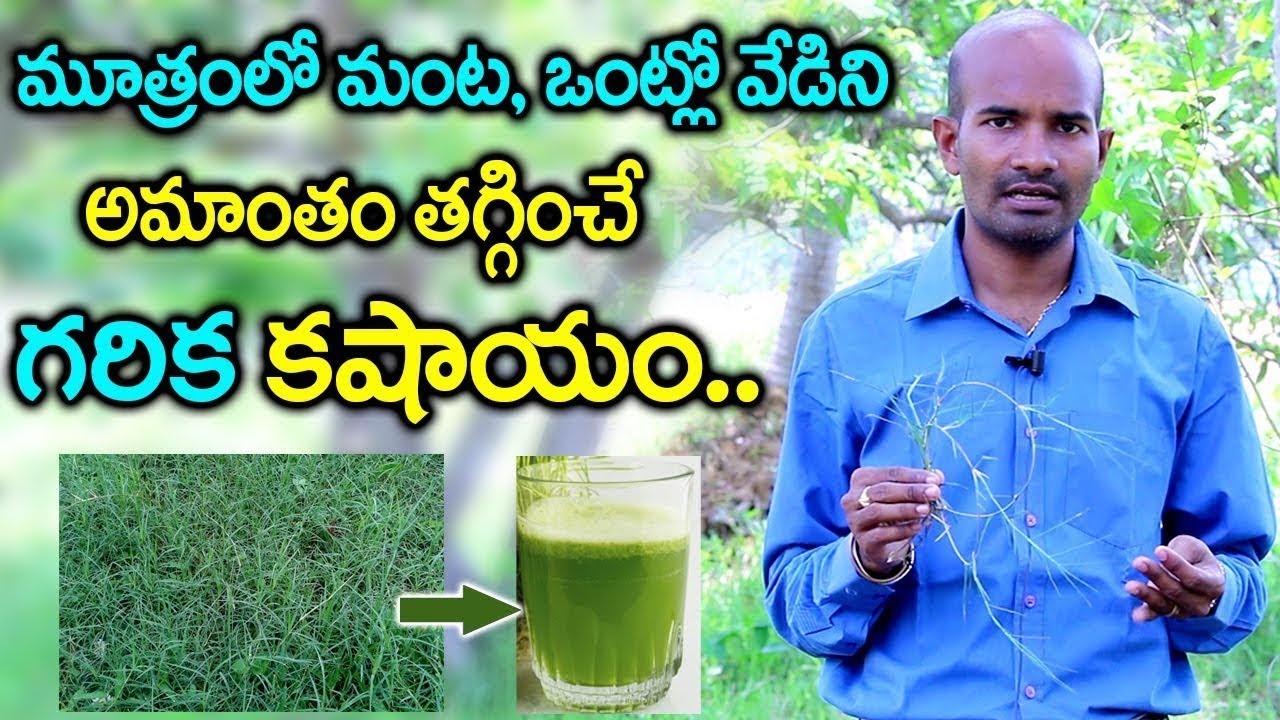 ఒంట్లో వేడి, మూత్రంలో మంట అమాంతం తగ్గించే గరిక కాషాయం..! | GARIKA ...