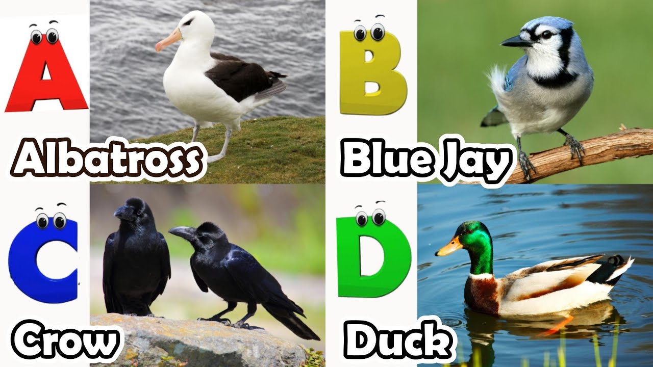 Birds ABC Song | Birds Alphabet Song for Kids | Alphabet Letters ...