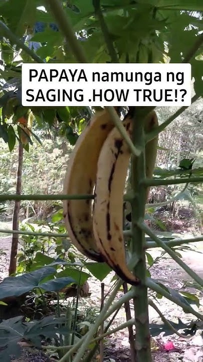 How True Papaya Namunga Ng Saging Youtube
