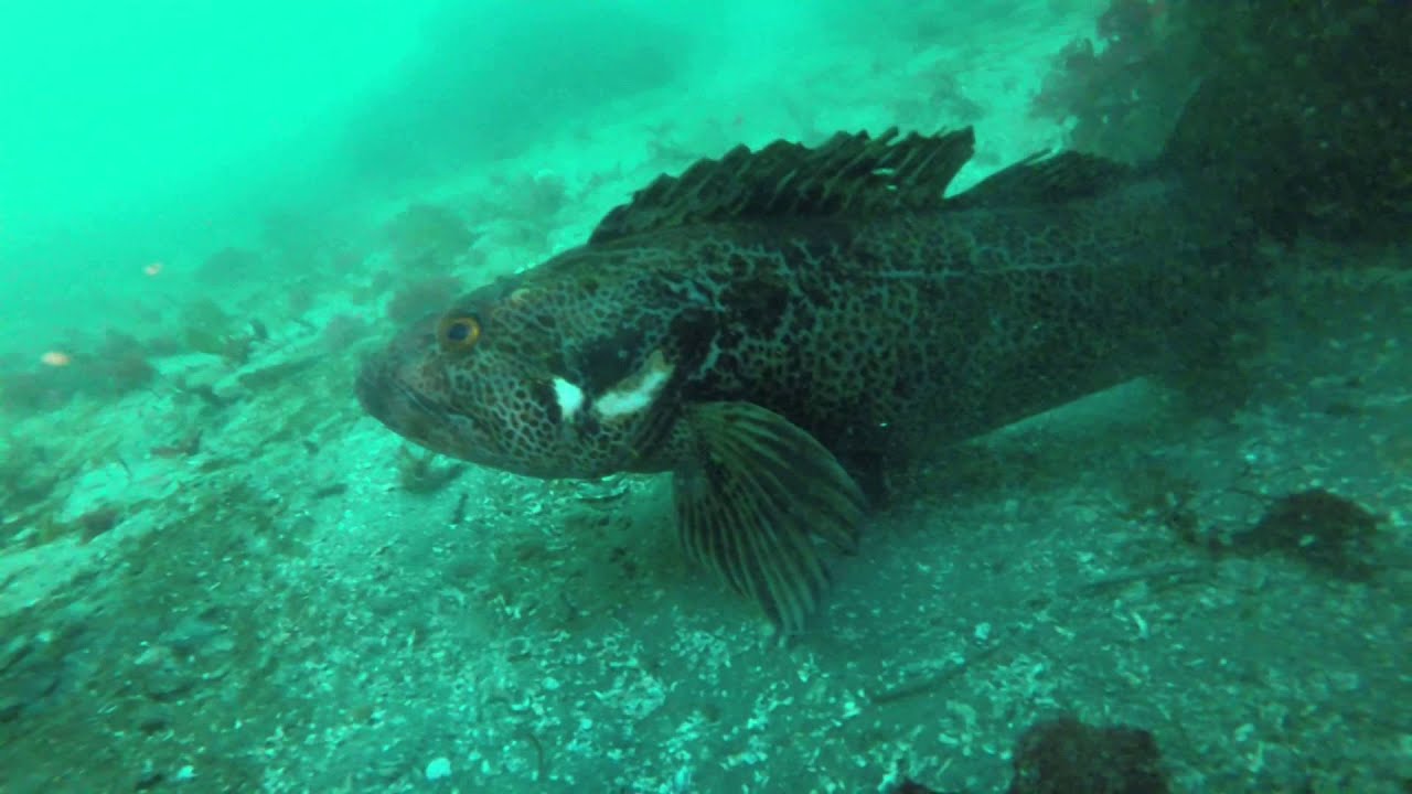 Blue Eyed Lingcod at Edmonds Underwater Park - YouTube