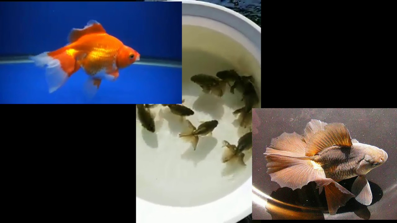 Tosakin (Goldfish) - YouTube