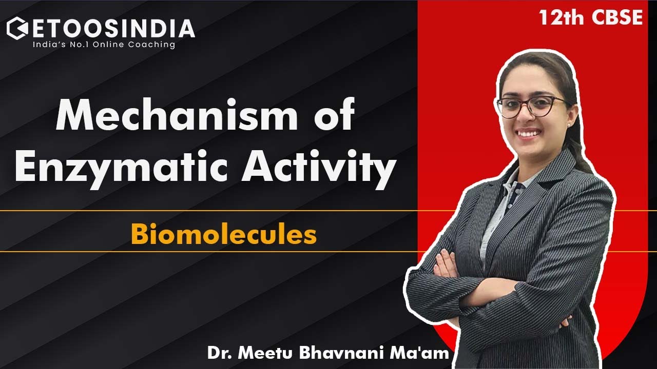 Mechanism of Enzymatic Activity | Biomolecules | 12th CBSE Biology ...