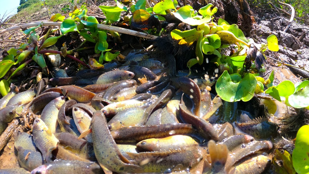 amazing fishing! a smart fisherman catch a lot of fish by best hand ...