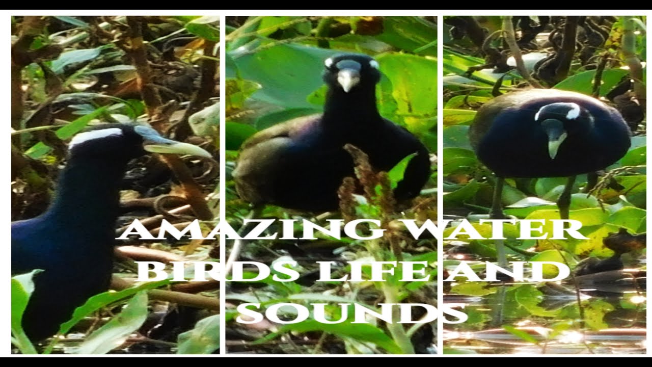 amazing water birds life and sound - YouTube