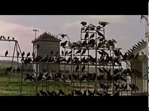 Crows on Playground - YouTube