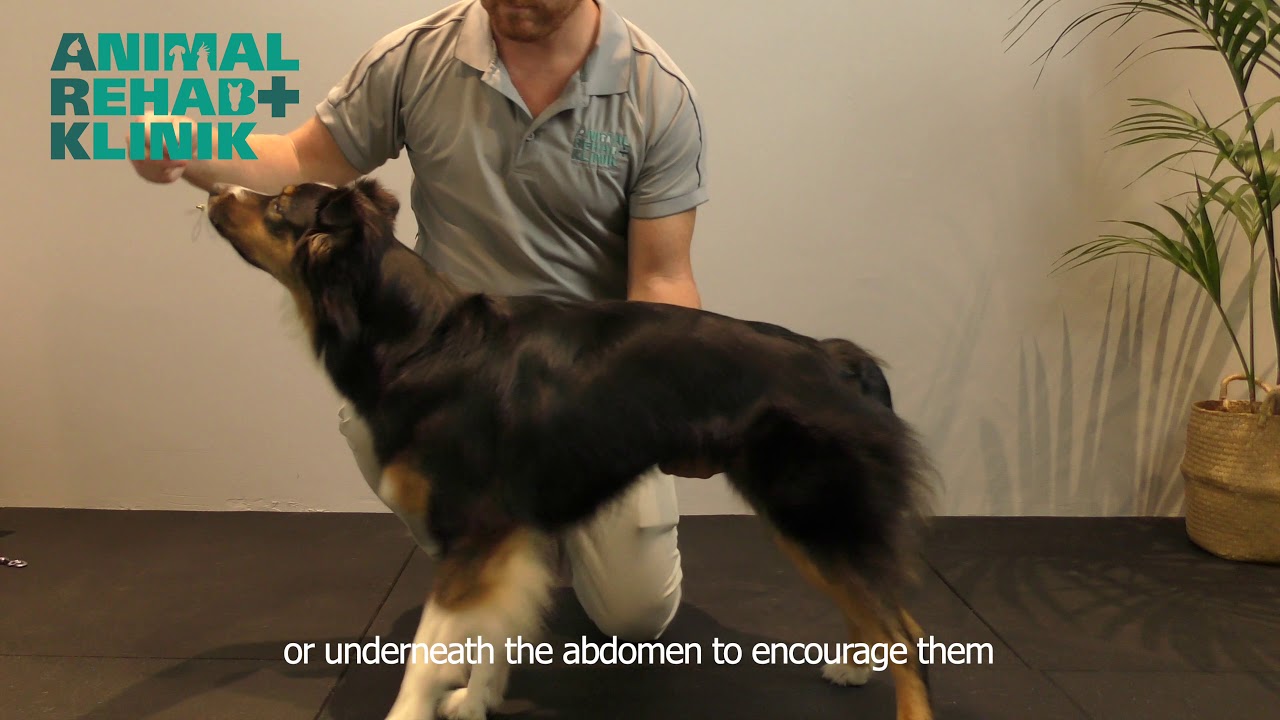 Dog Cruciate Surgical Rehab Exercises (Pt 3): Puppy Squats - YouTube