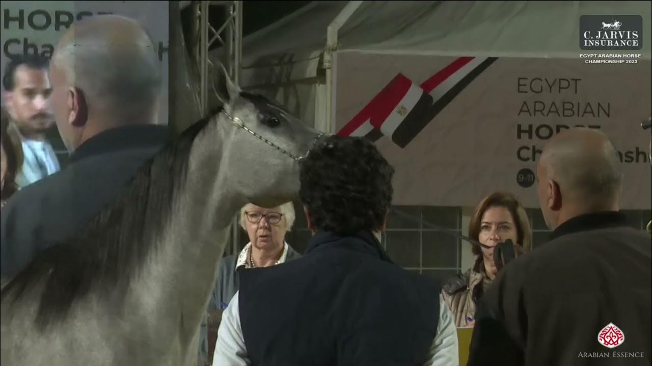 EGYPT ARABIAN HORSE CHAMPIONSHIP 2023 CLASS 2C - YouTube