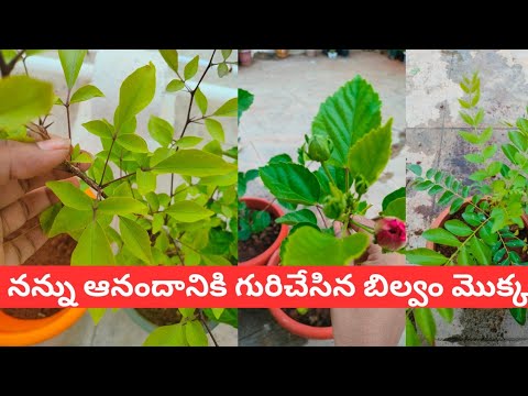బిల్వం మొక్క కుండి నుండి మందార మొక్కను వేరు చేయడం| Repotting hibiscus ...